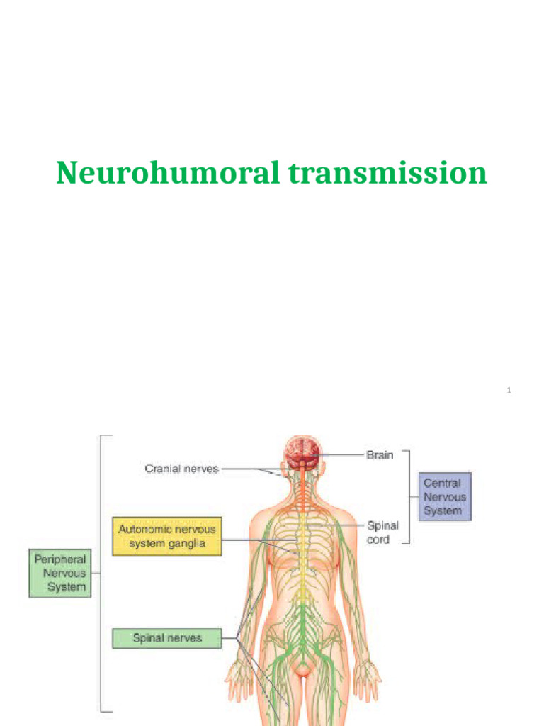 Neurohumoral Transmission | PDF