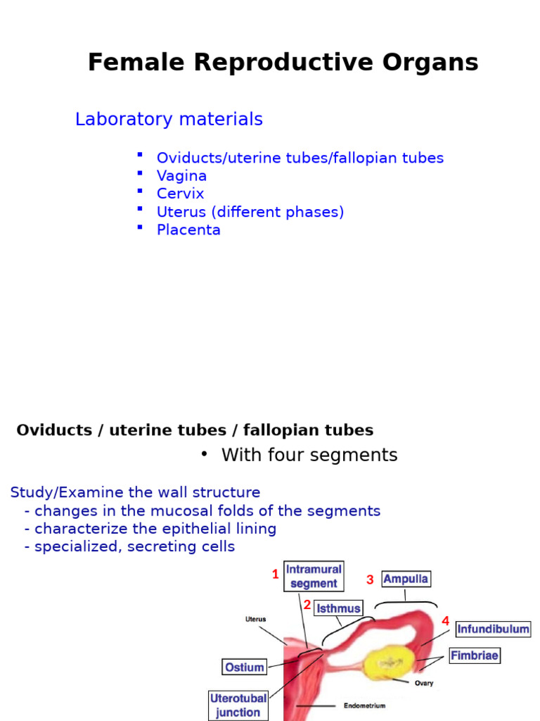 Histolo Lecture 9c Urogenital System Female Pdf