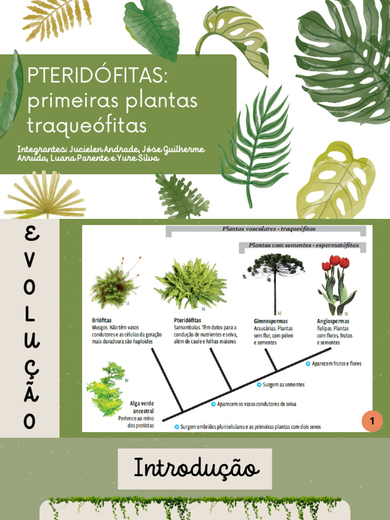 Pteridófitas 20240730 182340 0000 | PDF