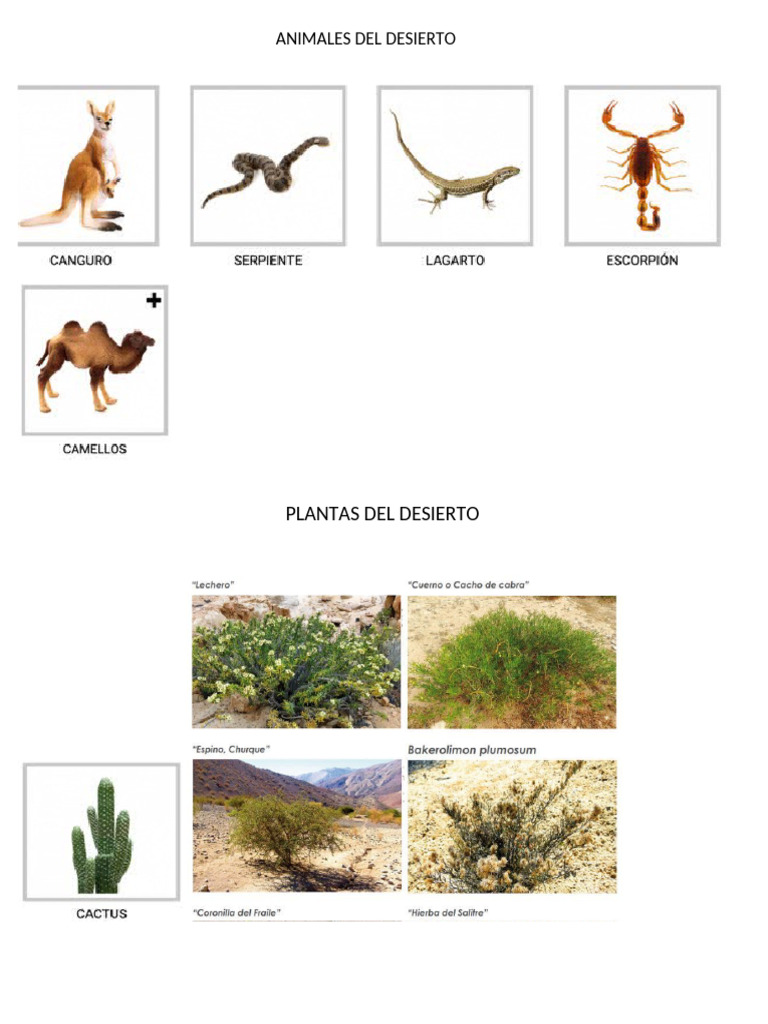 Animales Del Desierto Pdf