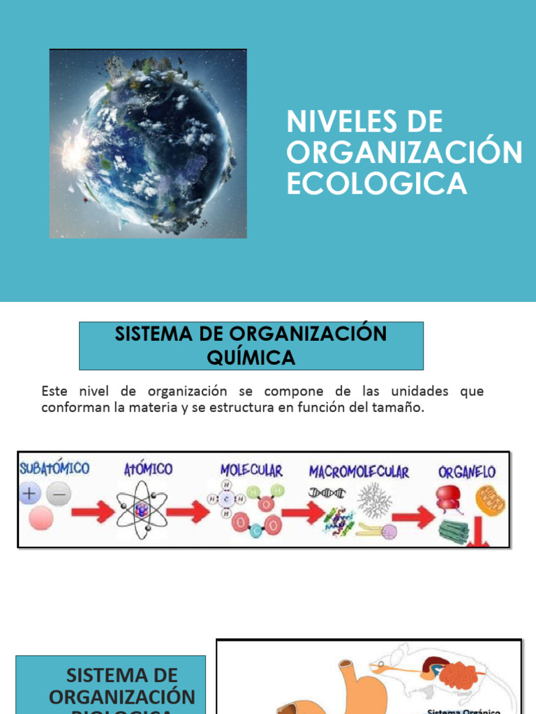 Niveles de Organizacion | PDF | Ecosistema | Ciencia y matemáticas