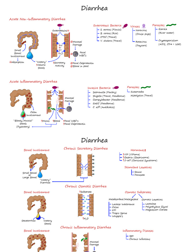Diarrhea Types: Causes & Symptoms | PDF | Diarrhea | Medical Specialties