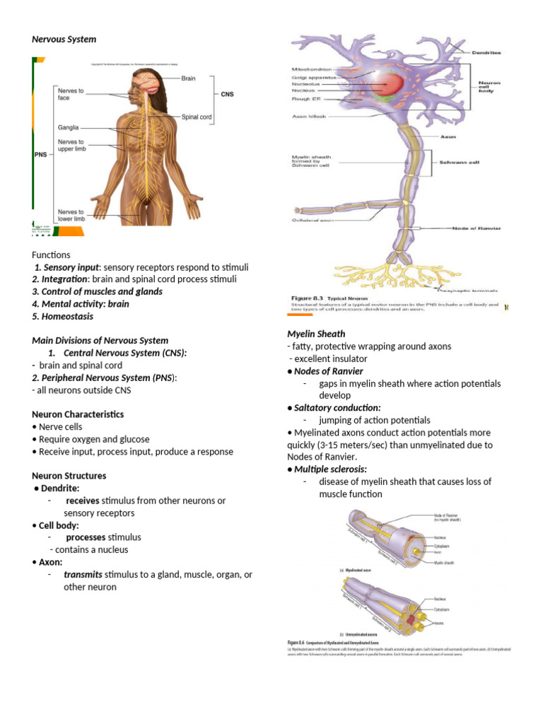 Nervous System Reviewer | PDF