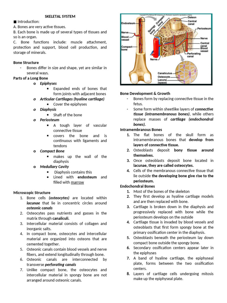SKELETAL-SYSTEM-reviewer | PDF