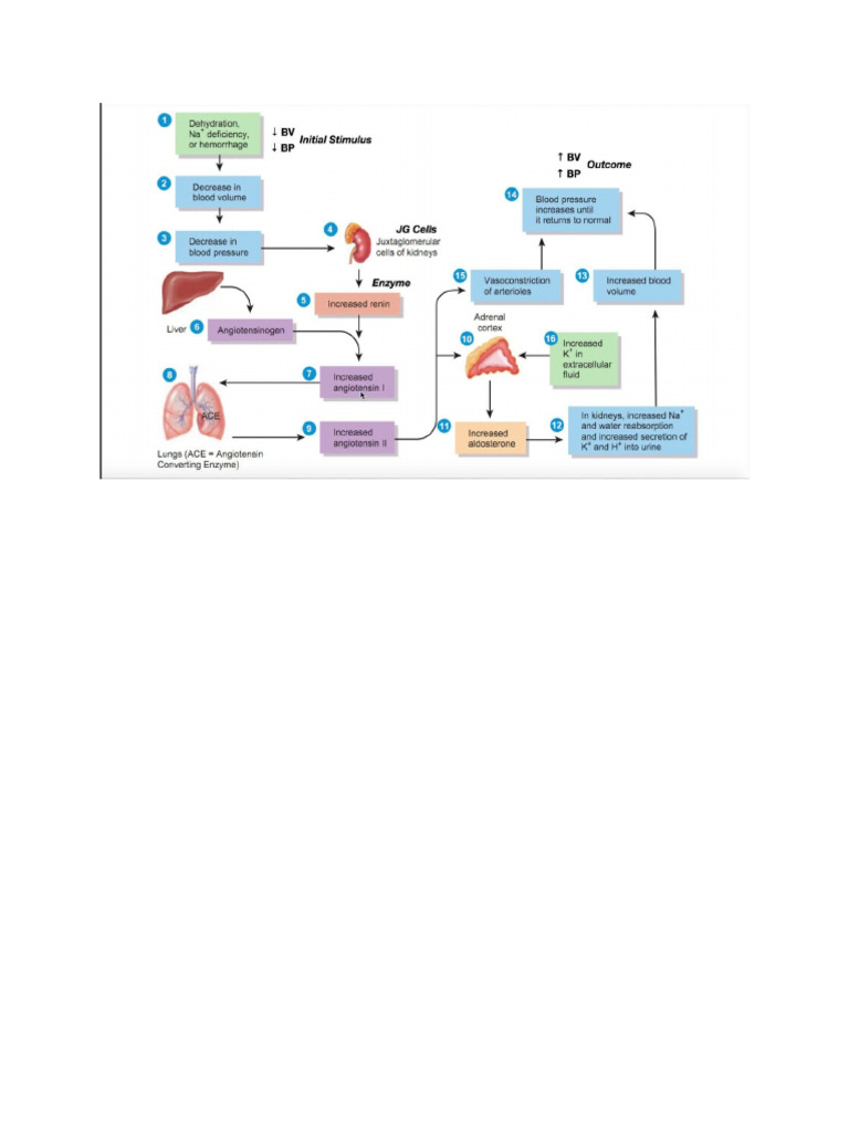 RAAS Better Picture | PDF