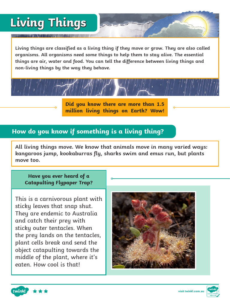 Living Things Worksheet | PDF | Plants | Wellness