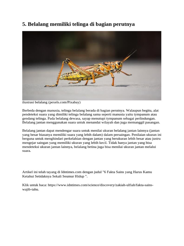 Belalang Memiliki Telinga Di Bagian Perutnya | PDF