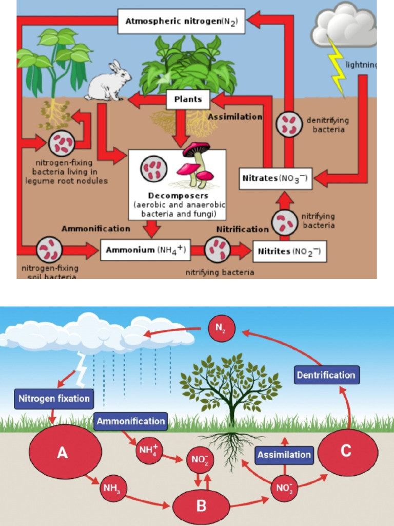 CYCLES DIAGRAM | PDF