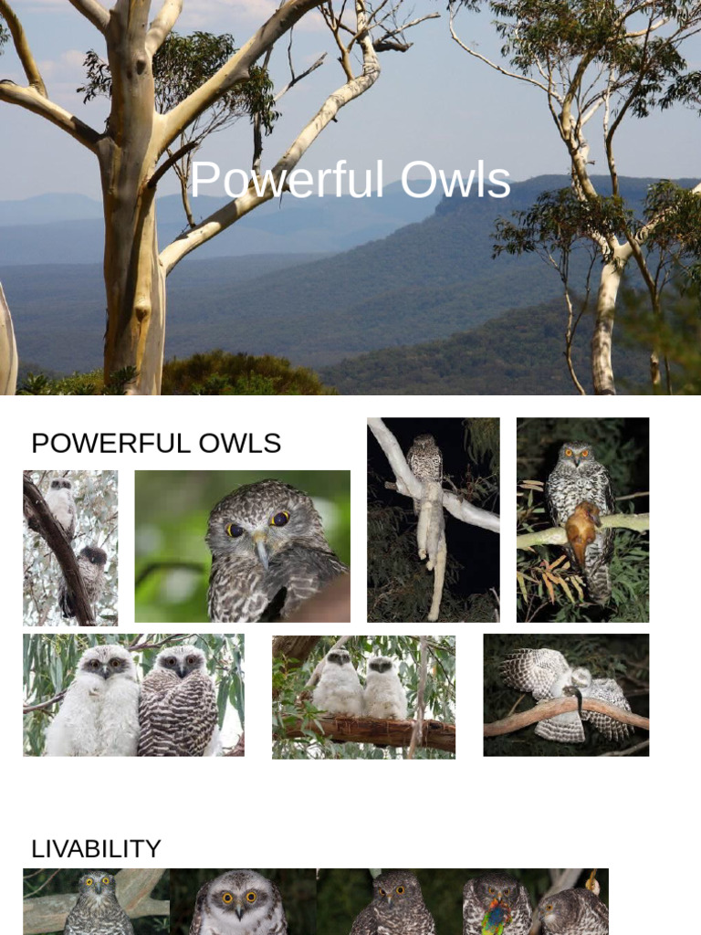 Powerful Owls | PDF