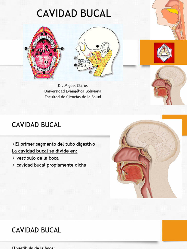 Cavidad Bucal Pdf