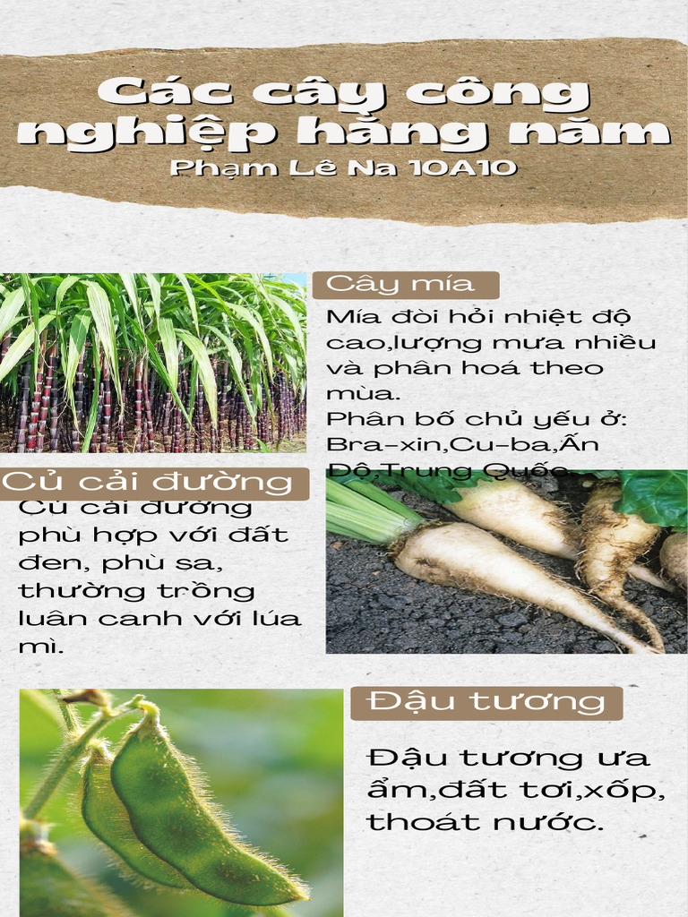 Brown Vintage Geography Infographic | PDF