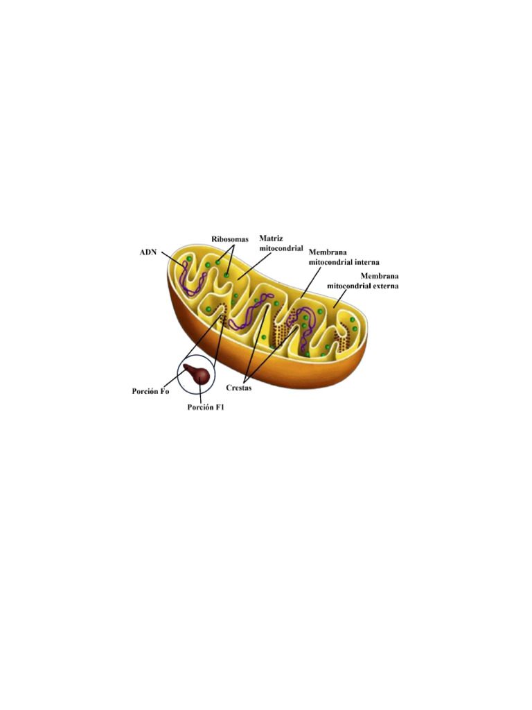 Adn Mitocondrial | PDF