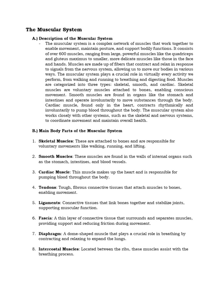 The Muscular System | PDF