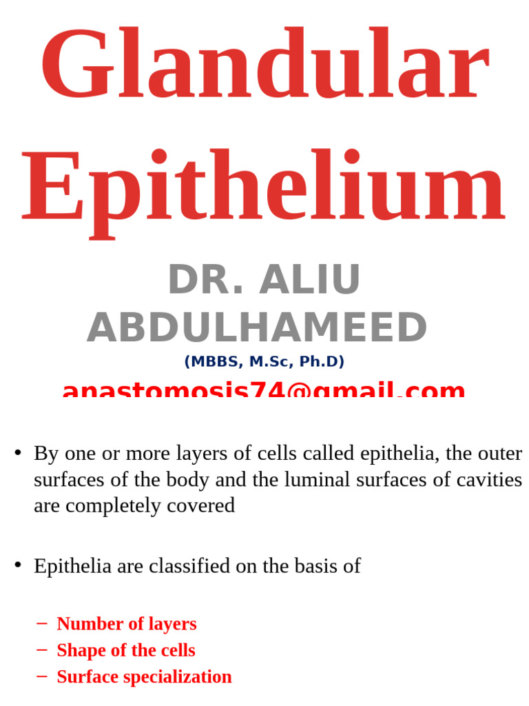 Glandular Epithelium Pdf