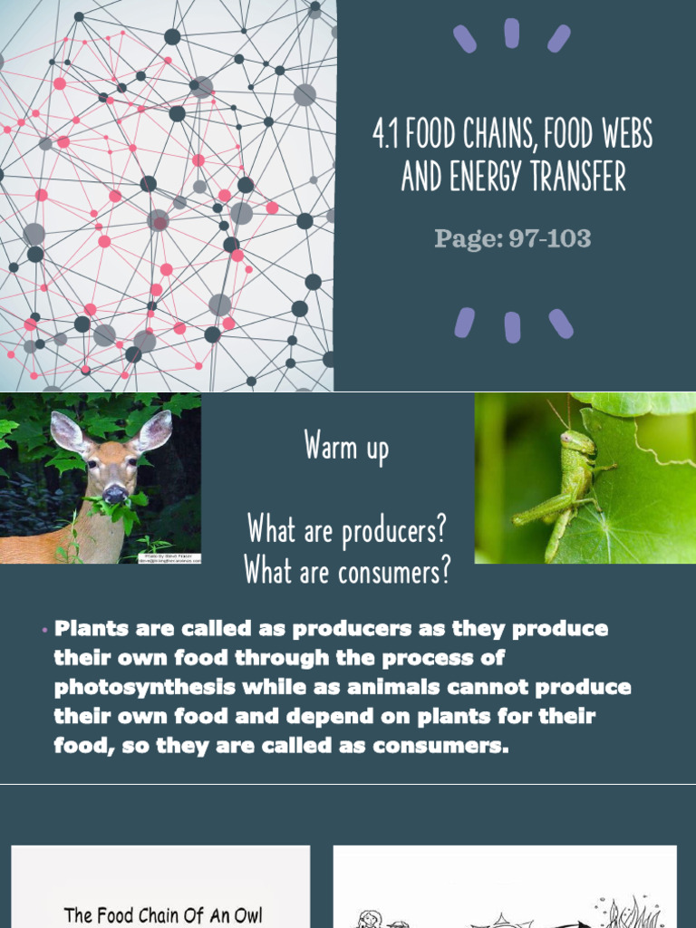 4.1 Food Chain and Energy Transfer | PDF