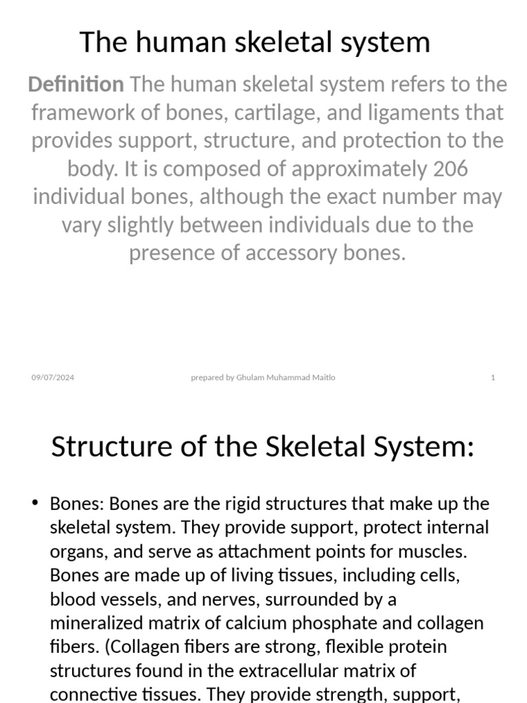 The Human Skeletal System | PDF