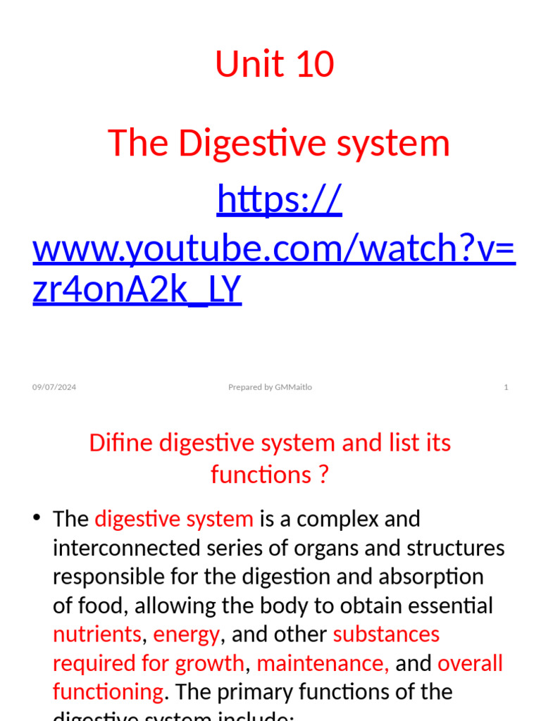 Digestive System | PDF
