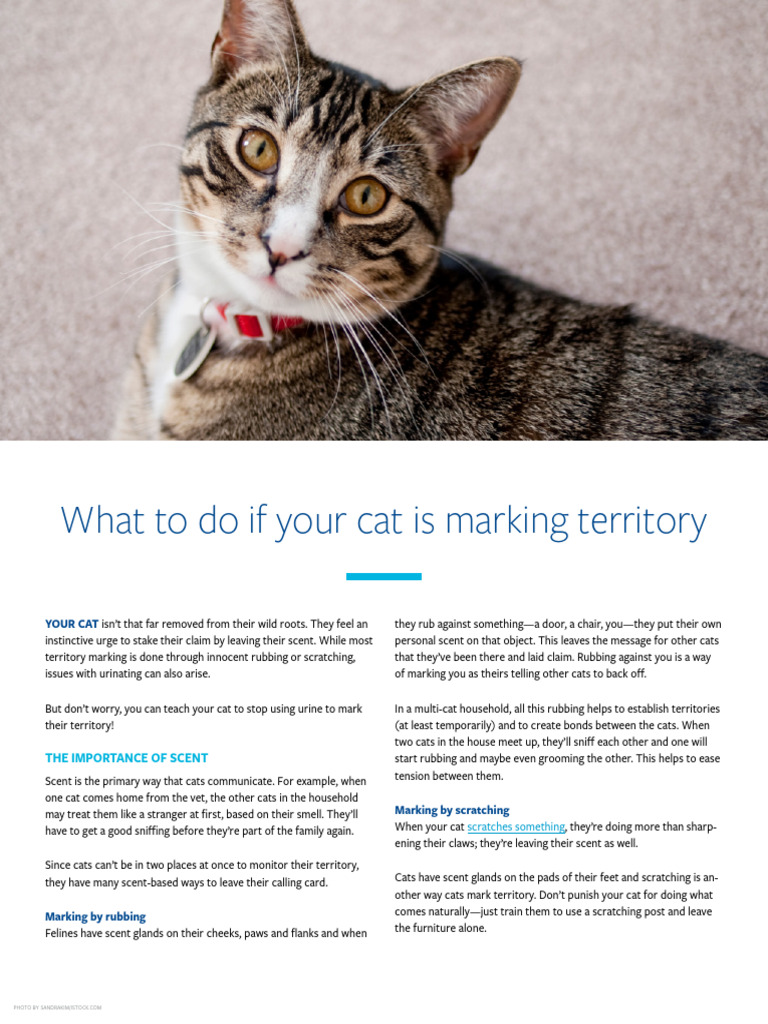 Cat Marking Territory Why | PDF | Cats | Home & Garden