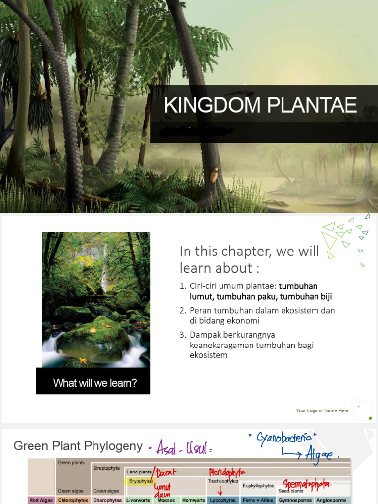 PLANTAE KINGDOM | PDF
