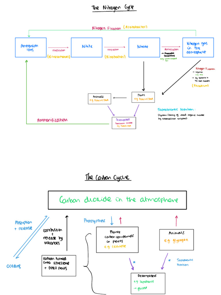 The Carbon and Nitrogen Cycle 6.3.1 | PDF