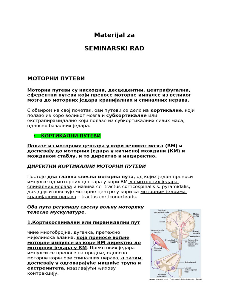 13 Piramidni I Ekstrapiramidni Putevi | PDF