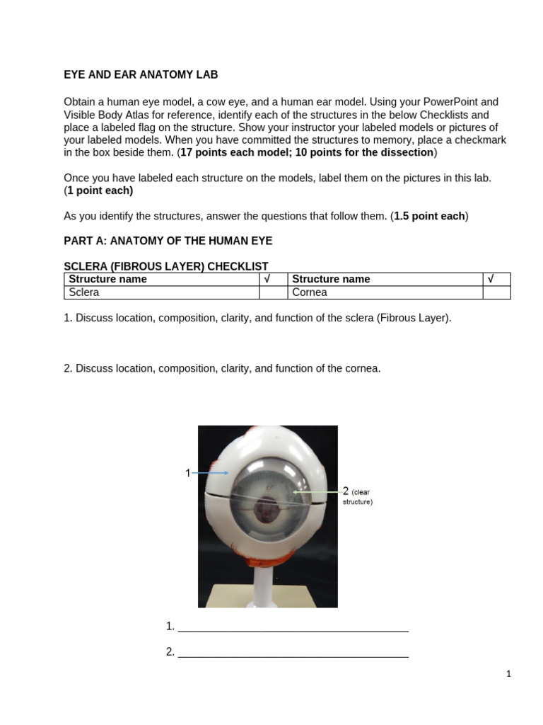 BIO 210 Eye and Ear Anatomy Lab FA2023 | PDF