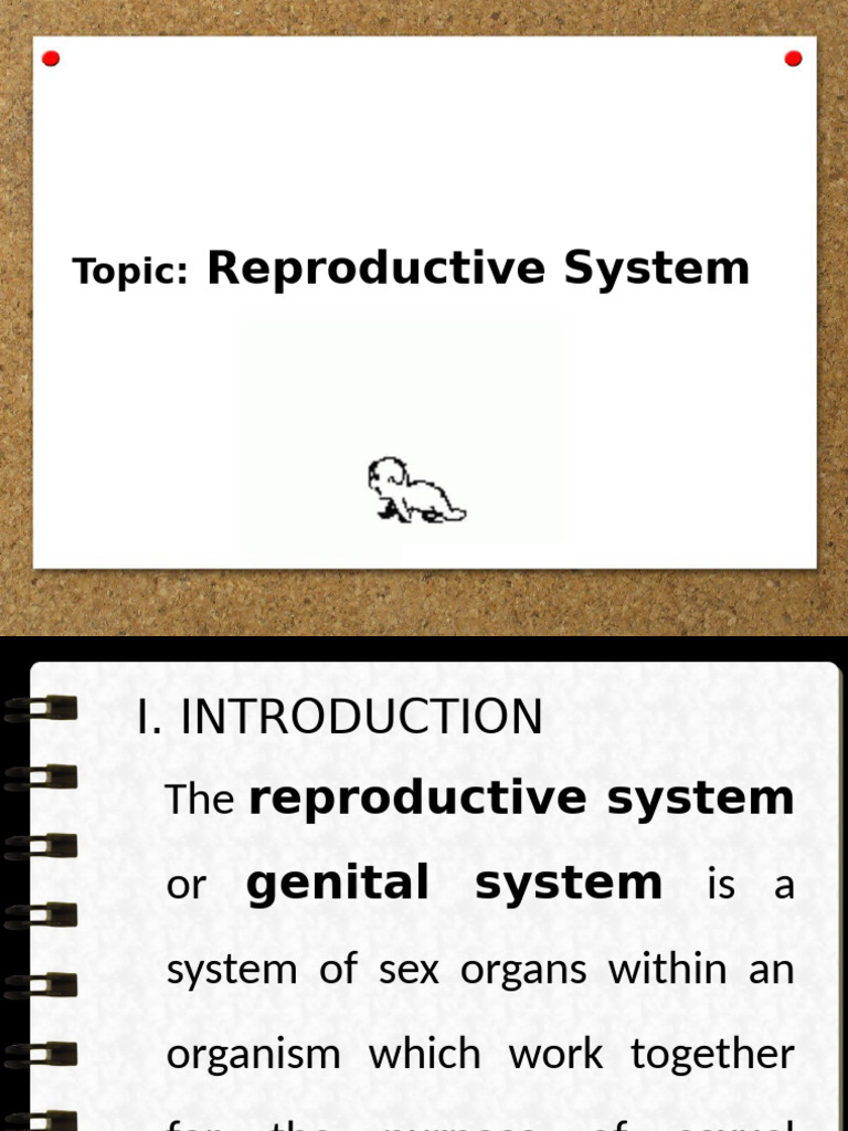 4. Reproductive System | PDF