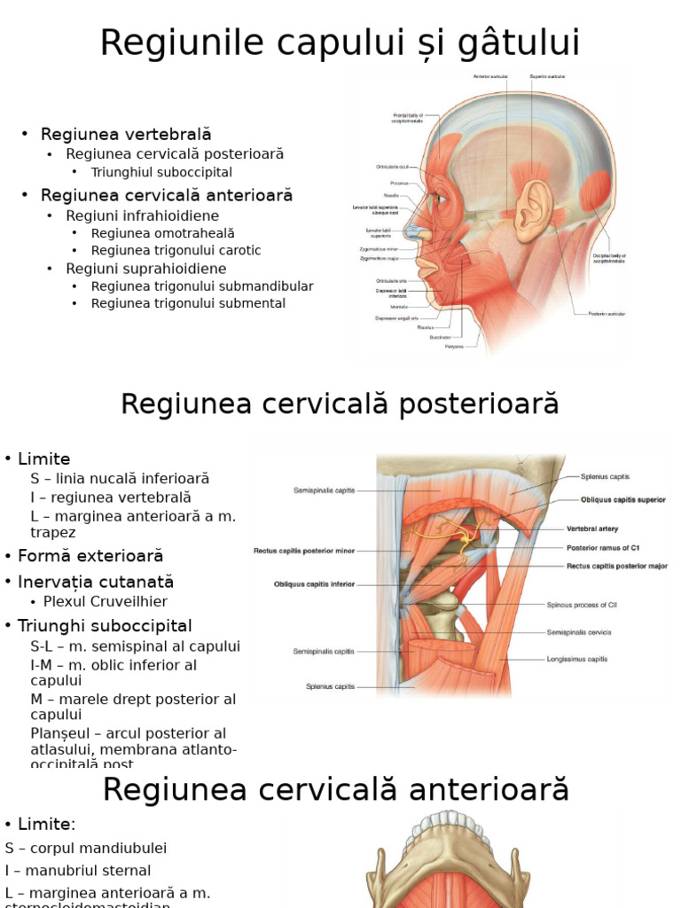 Regiunea Vertebrală, Regiunile Cervicale Anterioare | PDF