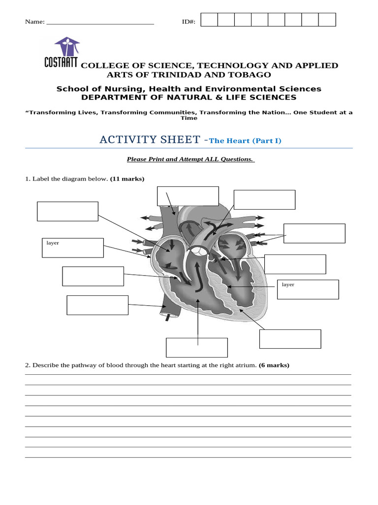 Activity Sheet The Heart (Part I) | PDF