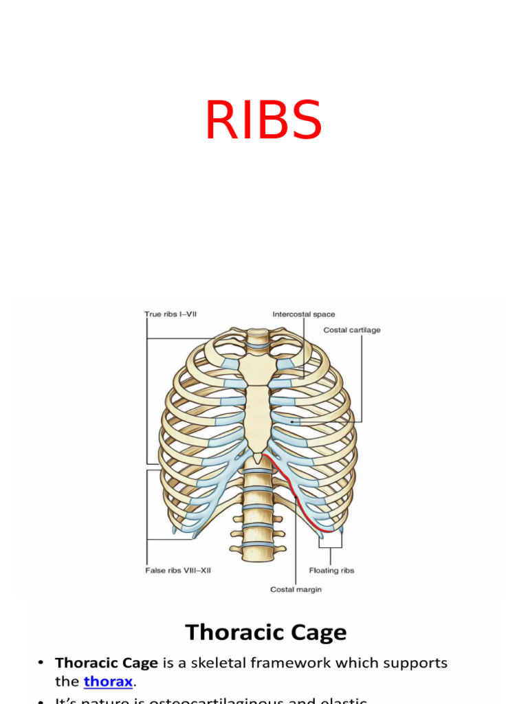 Ribs | PDF