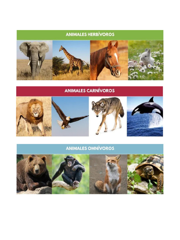 animales herbívoros carnívoros y omnívoros | PDF