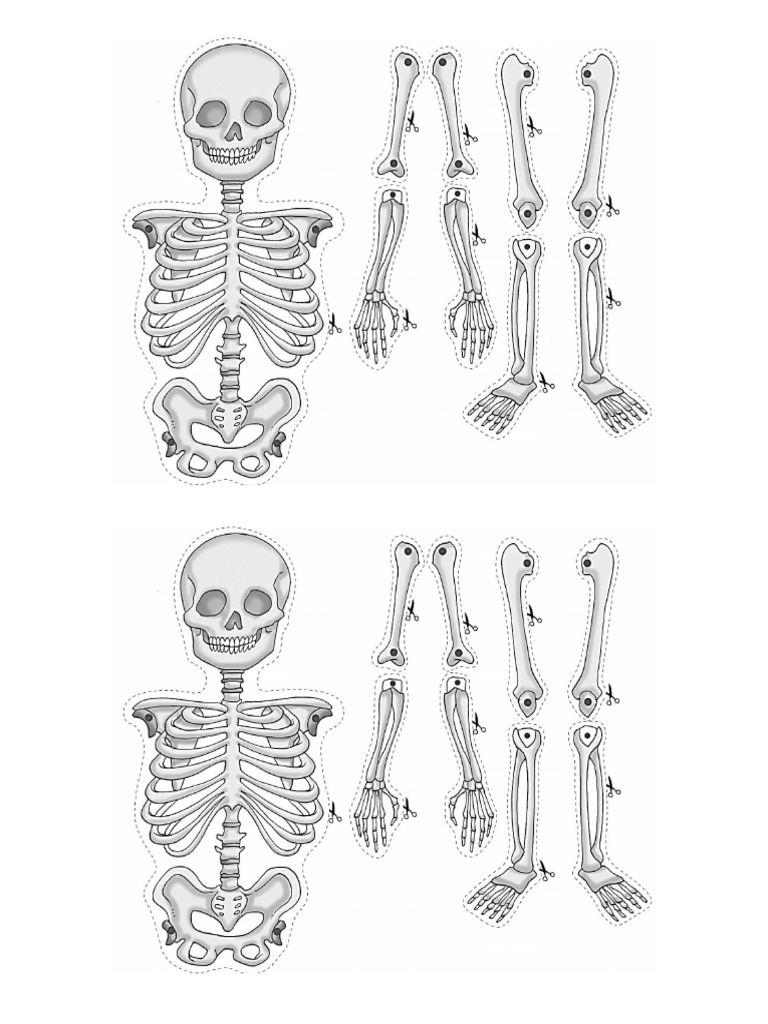 Recortable Esqueleto | PDF