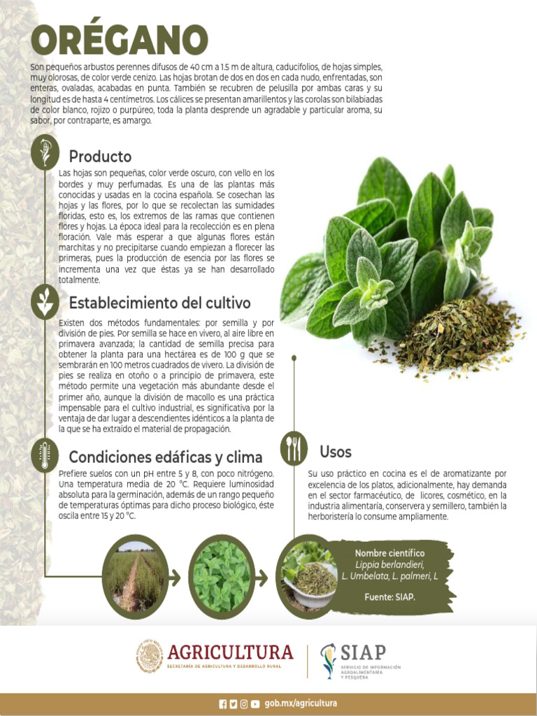 Oregano | PDF