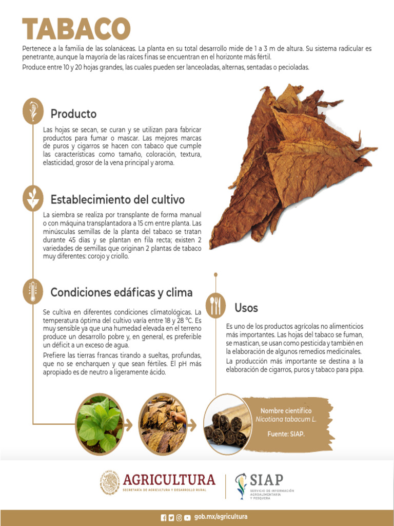 Tabaco | PDF
