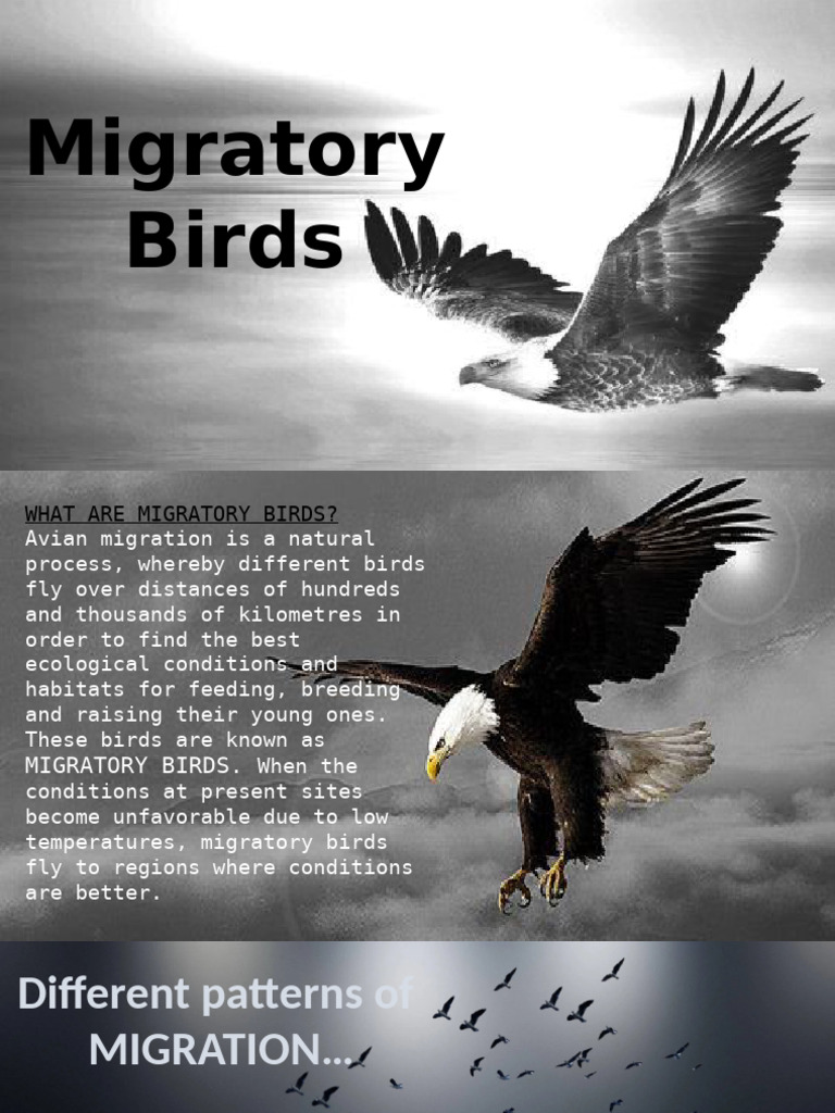 Migratory Birds PPT HH | PDF
