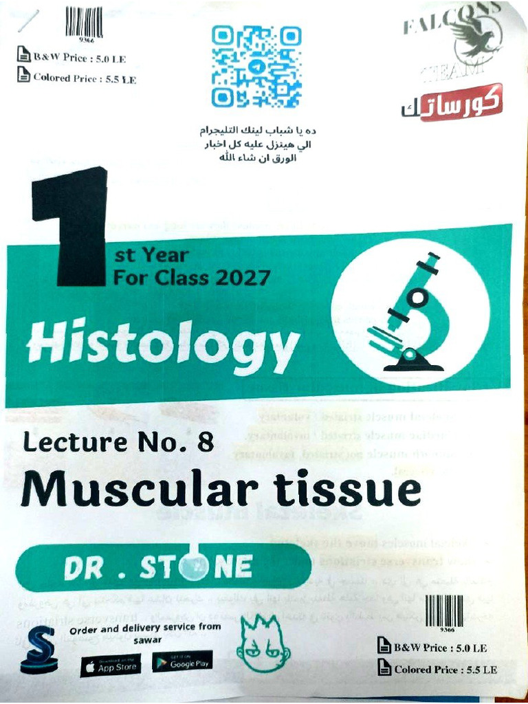 Histo (Muscular Tissue) | PDF