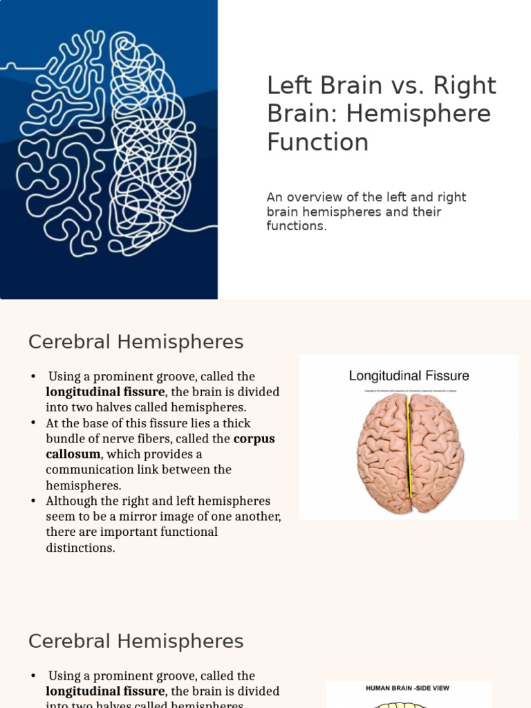 Brain Hemispheres | PDF