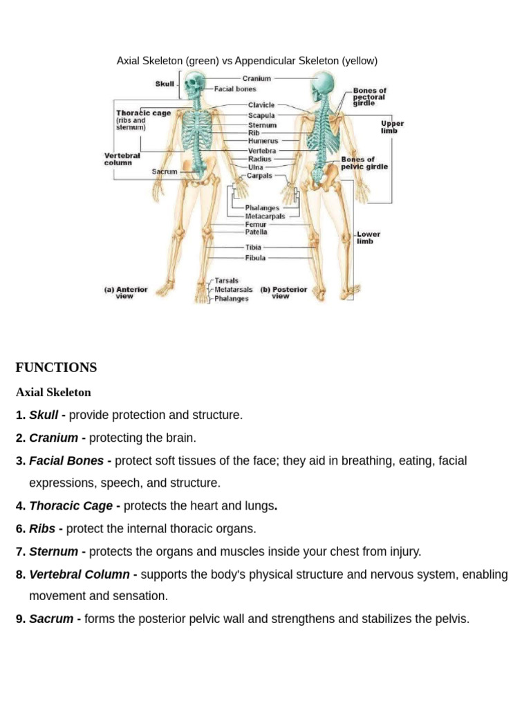 Axial Skeleton | PDF | Wellness