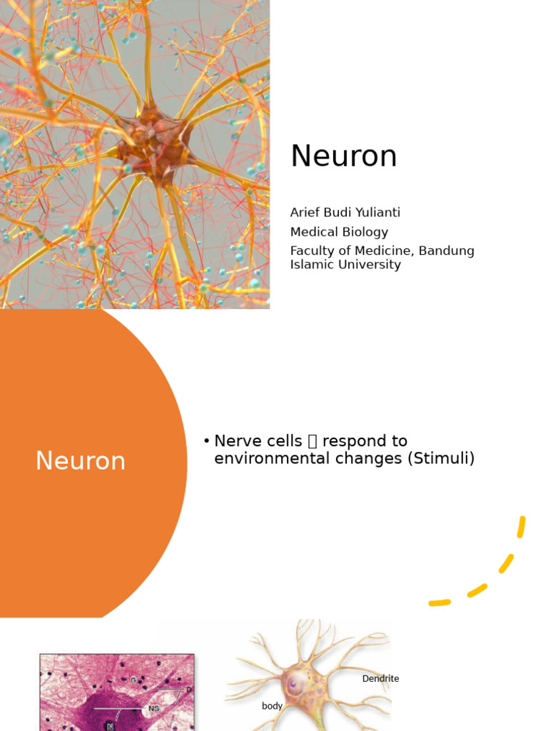 Neuron | PDF