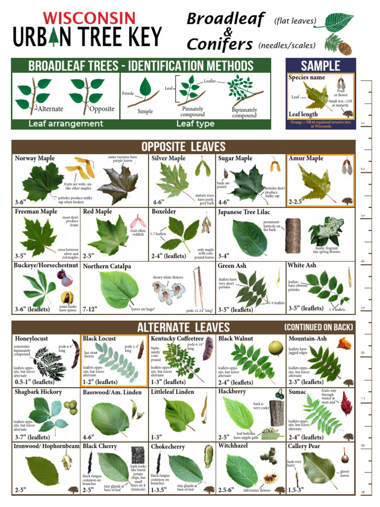 Leaf Wisconsin Urban Tree Key | PDF