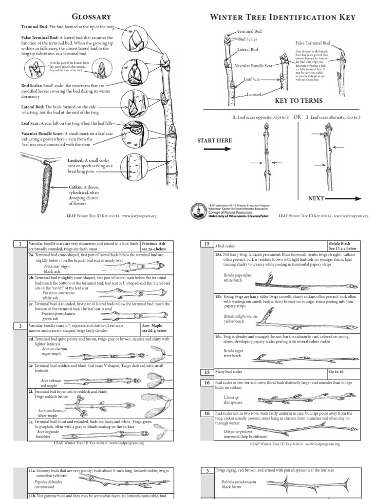 Leaf Winter Tree Id Key | PDF