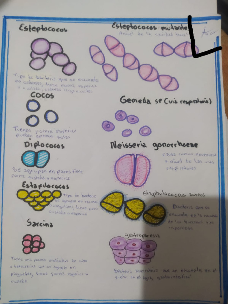Morfología de Las Bacterias | PDF