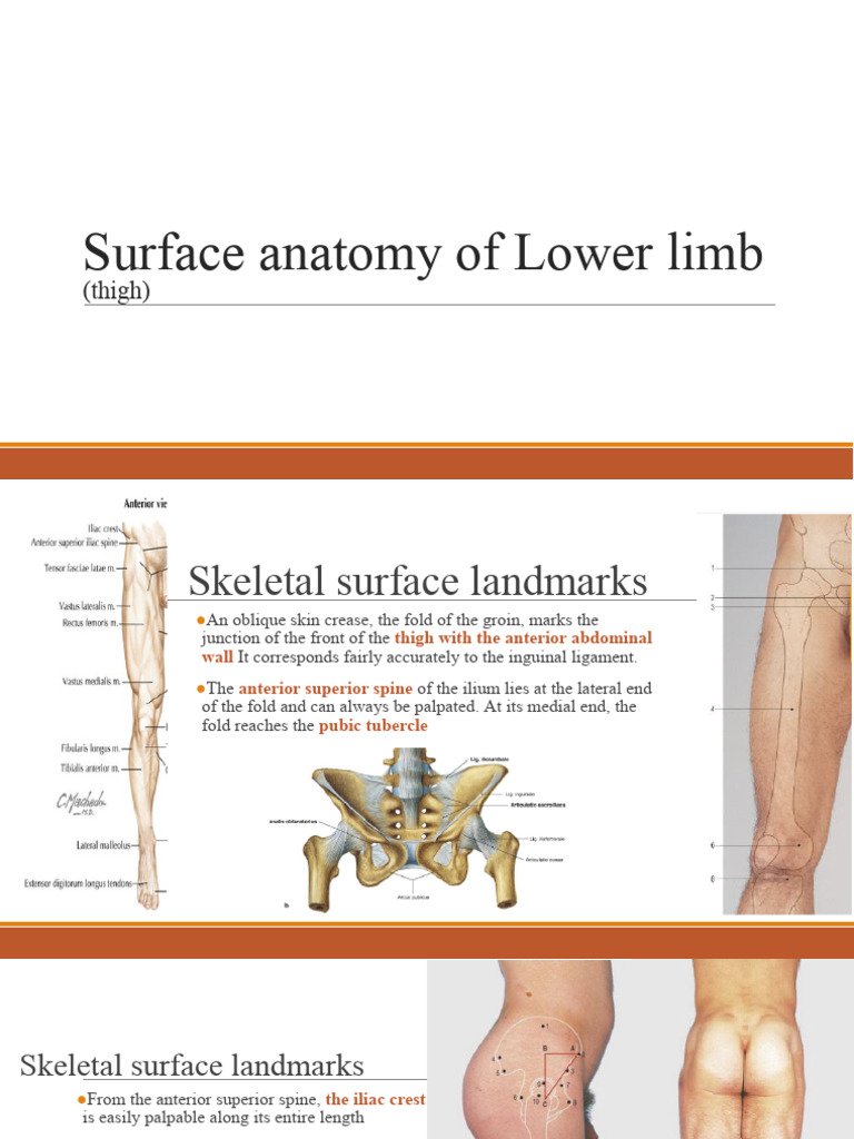 Surface Anatomy of Thigh | PDF | Hip | Social Science