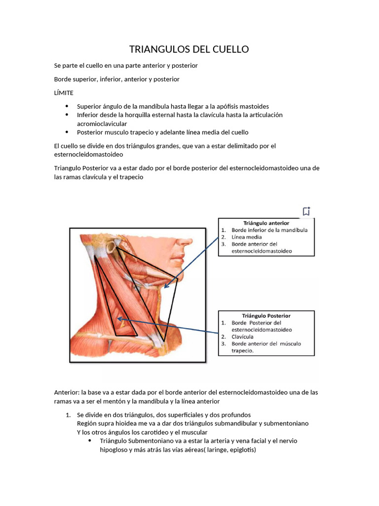 Triangulos Del Cuello | PDF