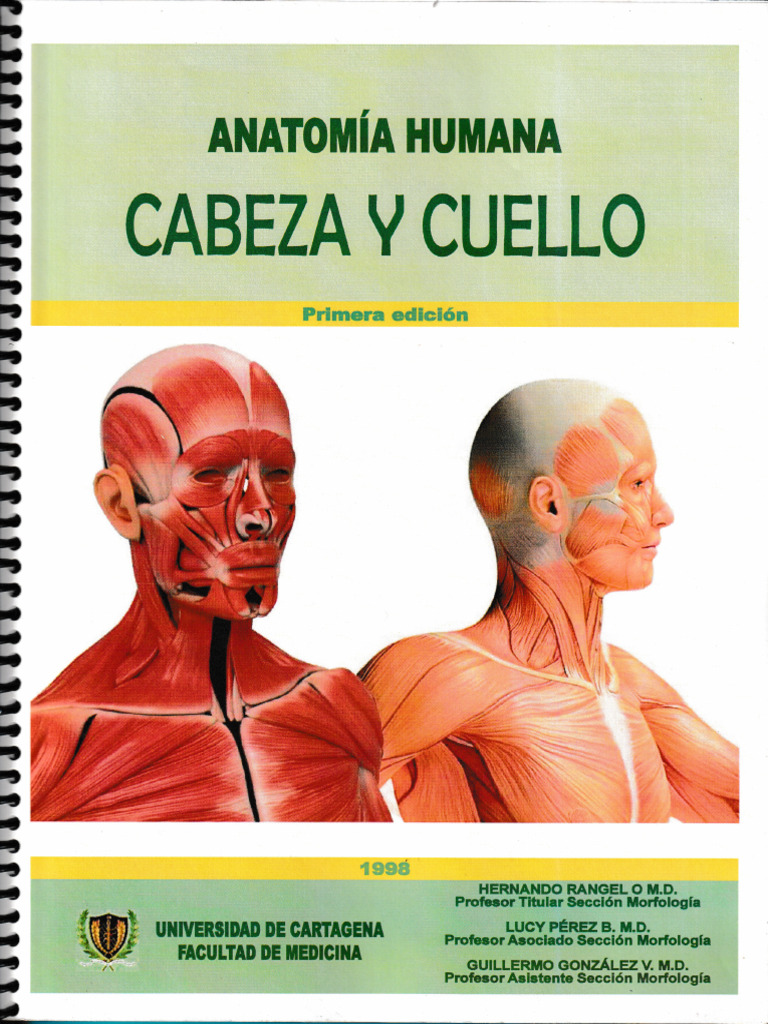 Anatomía Humana Cabeza Y Cuello Pdf