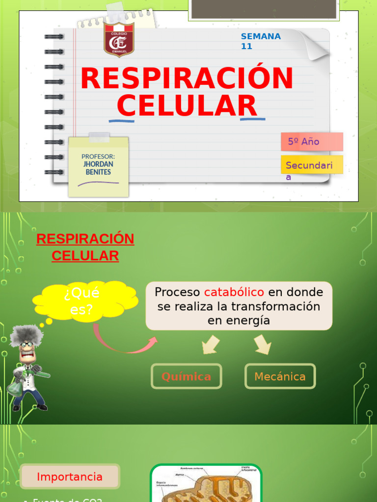Respiración Celular para Estudiantes | PDF