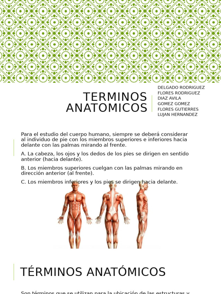 TERMINOS ANATOMICOS | PDF
