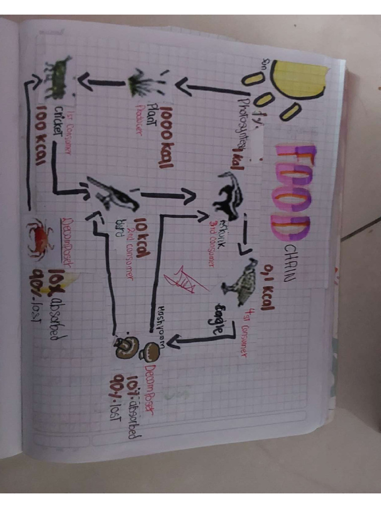 Food Chain | PDF