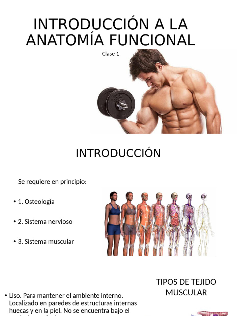 Introducción A La Anatomía Funcional | PDF