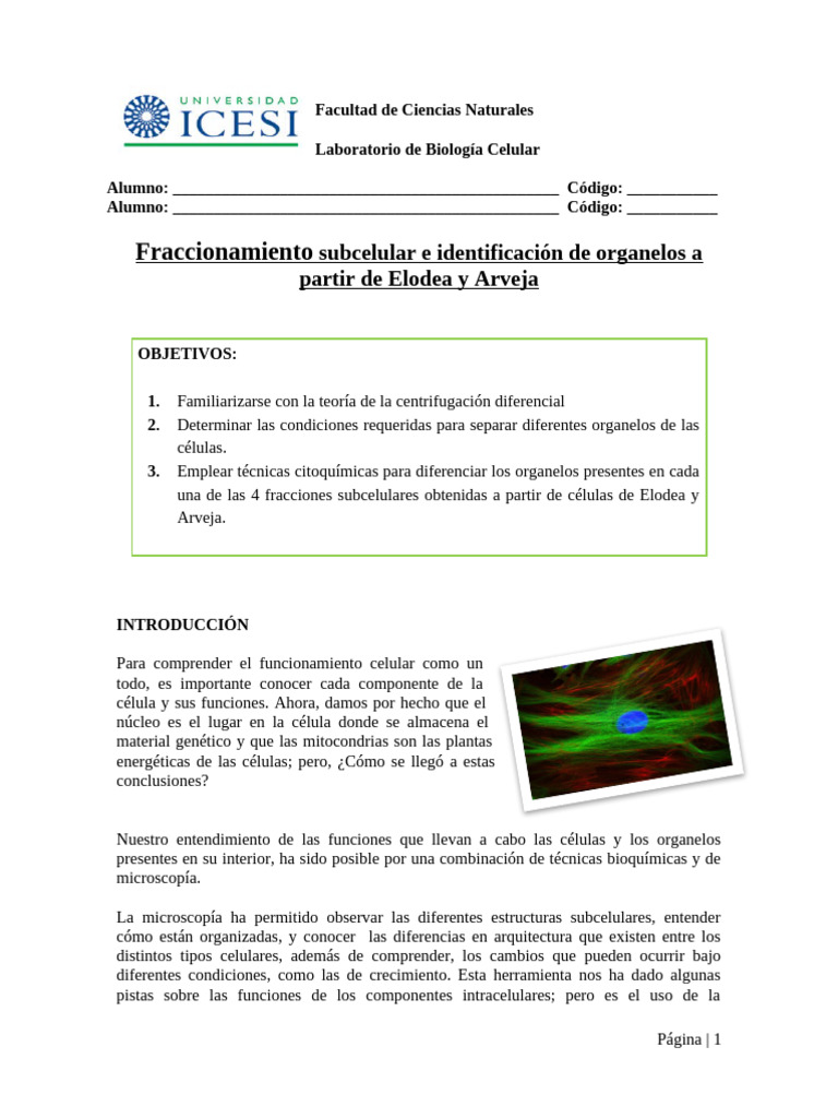 PRÃ CTICA 4 | PDF